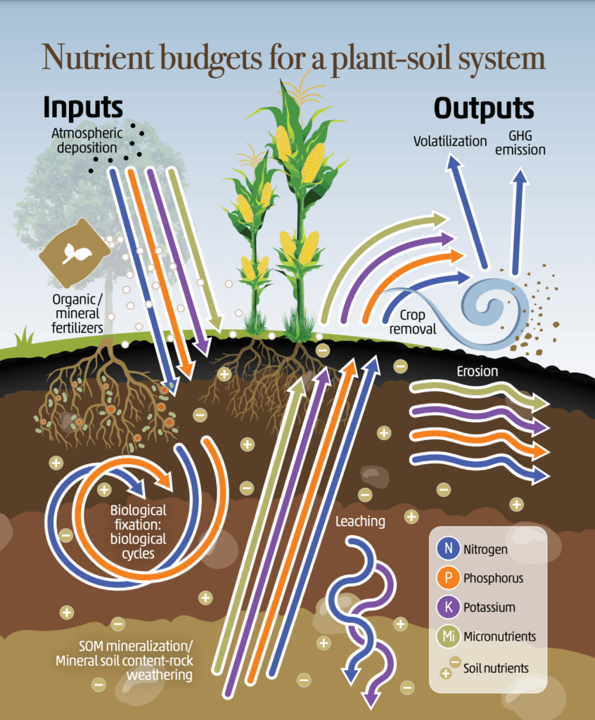 Boost Soil Fertility - Essential Tips & Practices